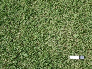 Turfgrasses - Easton Sod Farms Inc.