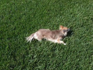 Turfgrasses - Easton Sod Farms Inc.