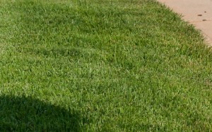 Turfgrasses - Easton Sod Farms Inc.