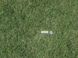 Turfgrasses - Easton Sod Farms Inc.